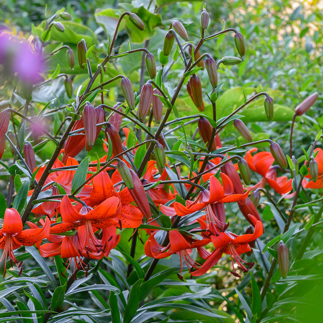 Lilium Red Life | 9074