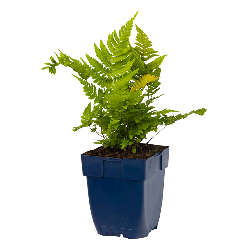 Copper shield fern - Dryopteris erythrosora | 6101205 Copper shield fern - Dryopteris erythrosora | 6101205