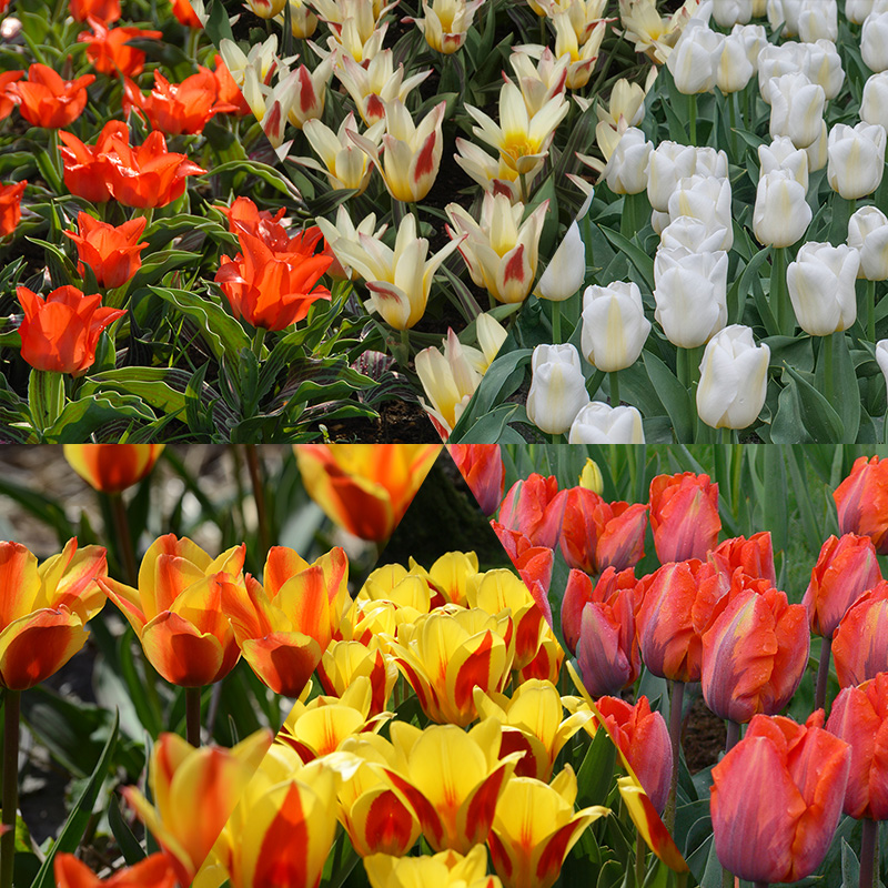 Tulip Bulb Collection "Fairytale" | 1100