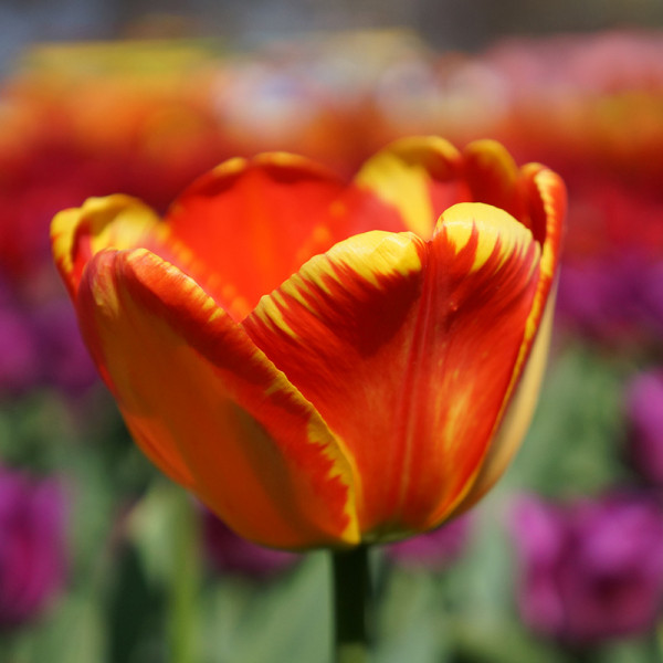 Tulip Banja Luka | 2016