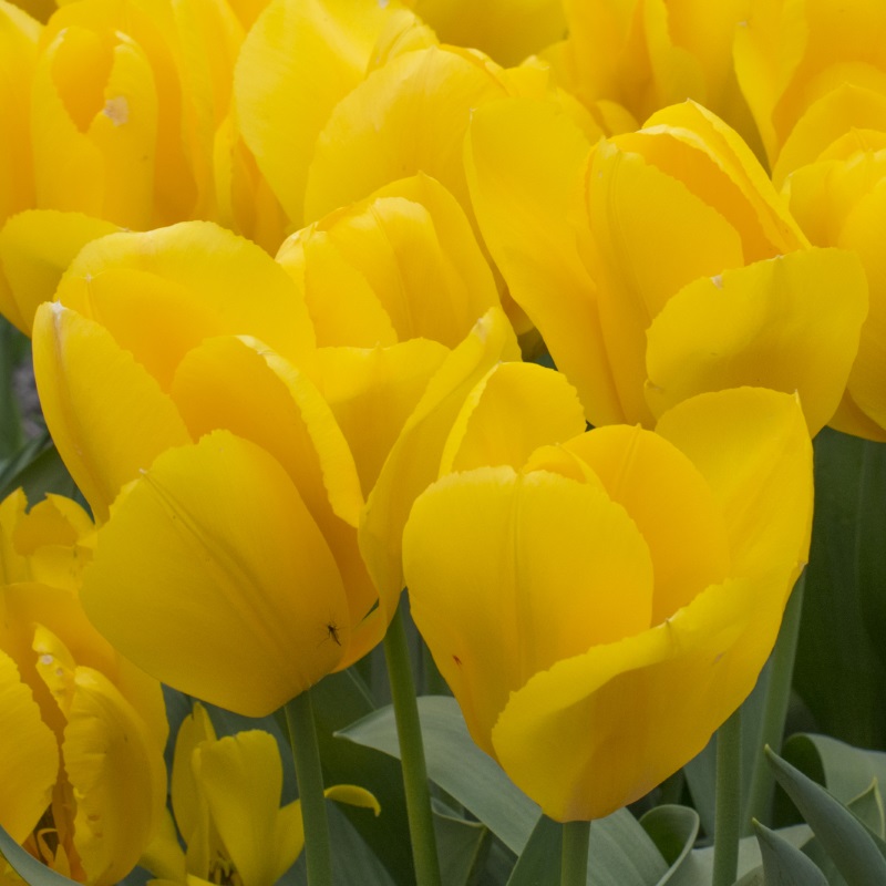 Tulip Golden Purissima | 10 | 2127