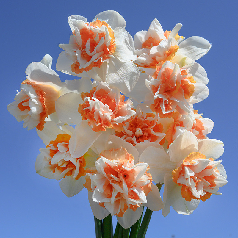 Daffodil Extravaganza | 3013