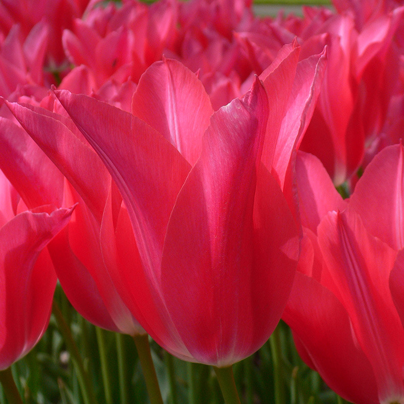 Tulip Parade | 2370