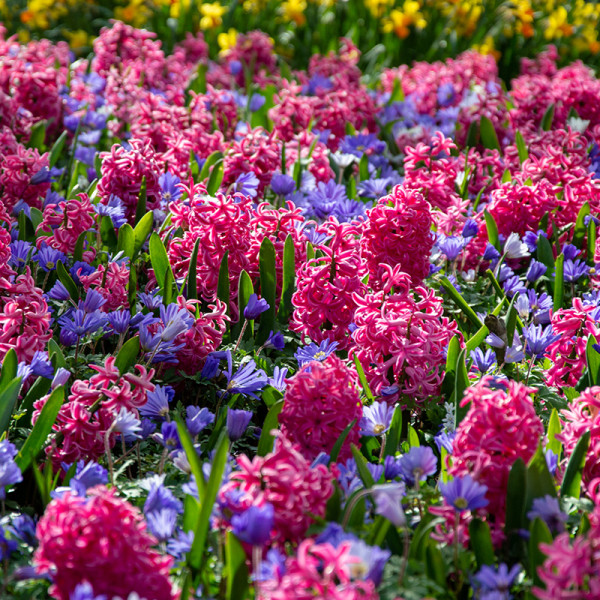 Spring Bulb Collection "Pink Sky" | 50 | 1220