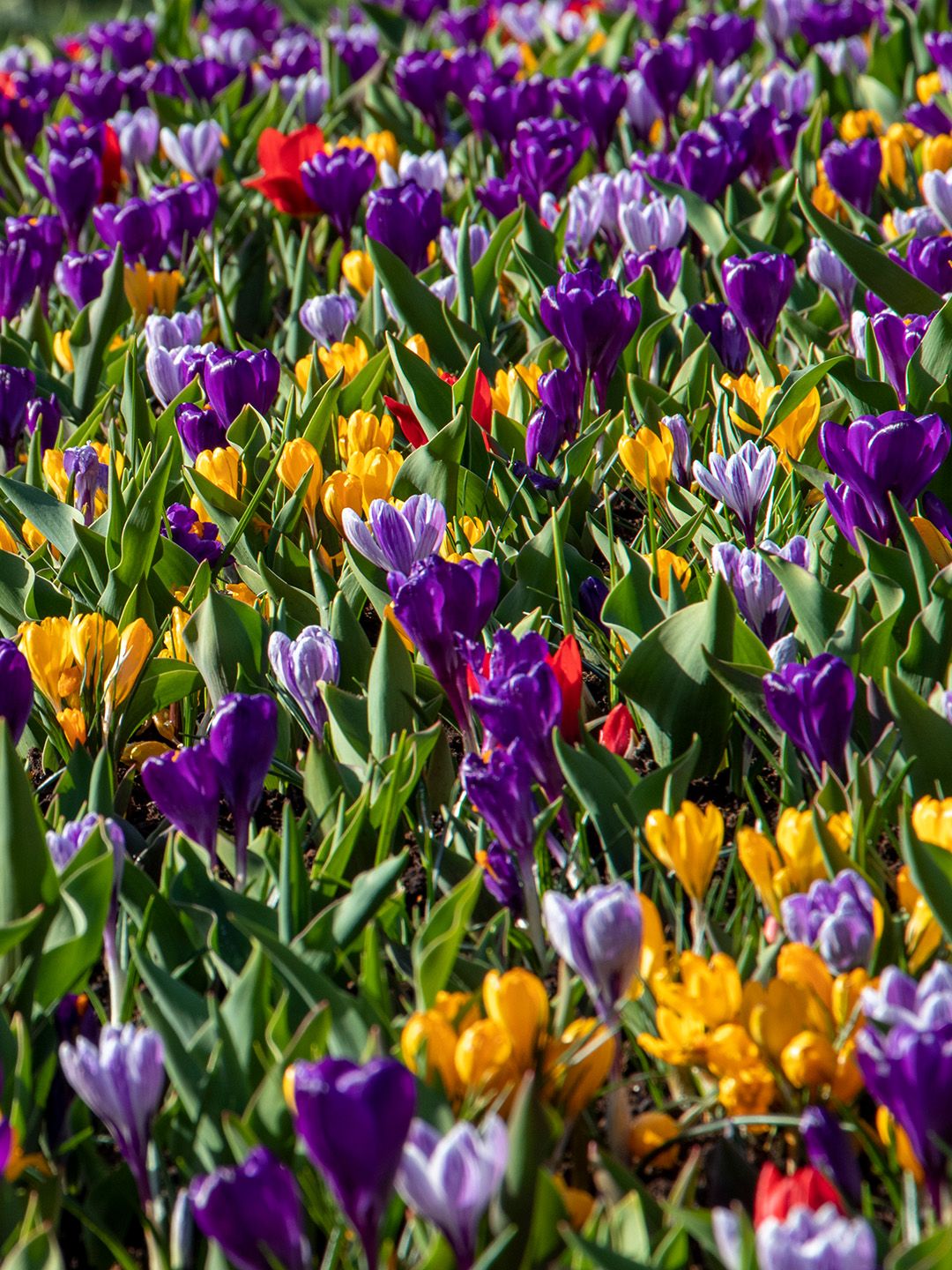 Naturalizing Spring Bulb Collection | 1105