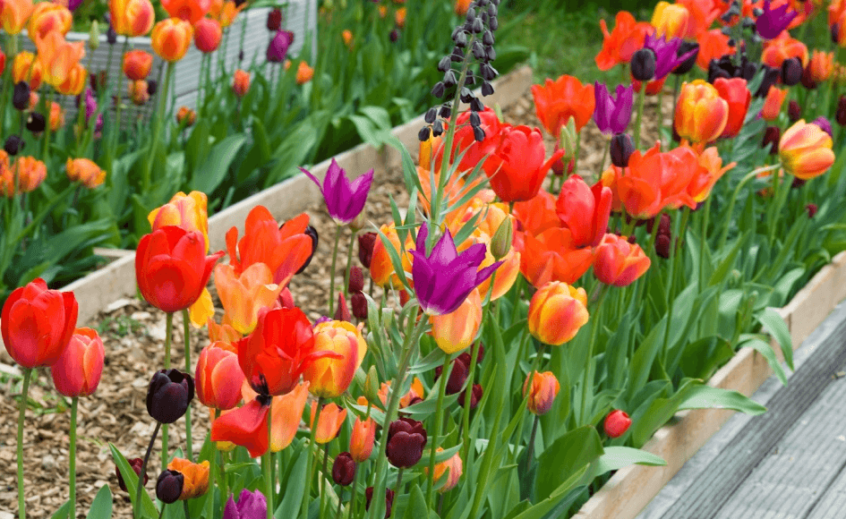 Dutch Flower Bulb Specialist