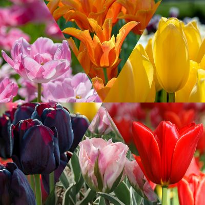 Buy Tulip Bulbs? | Order your top-quality Tulip bulbs here!