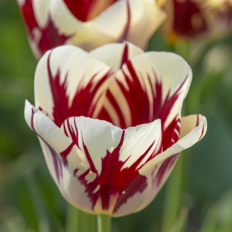 Tulip Grand Perfection | 2137
