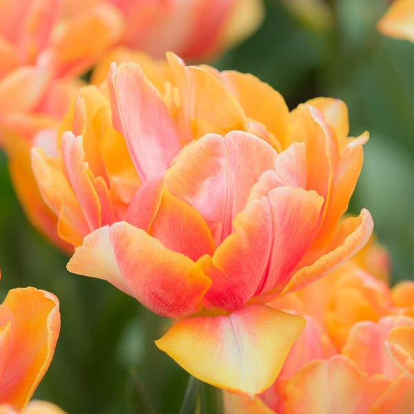 Tulip Elsenburg | 2097
