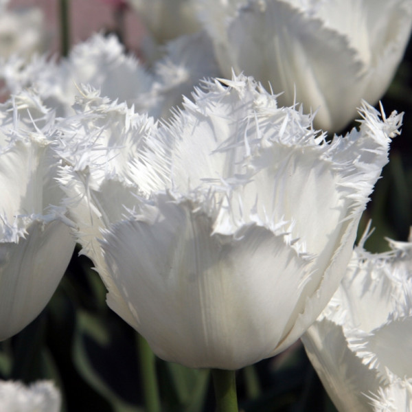 Tulip Snow Crystal | 2495