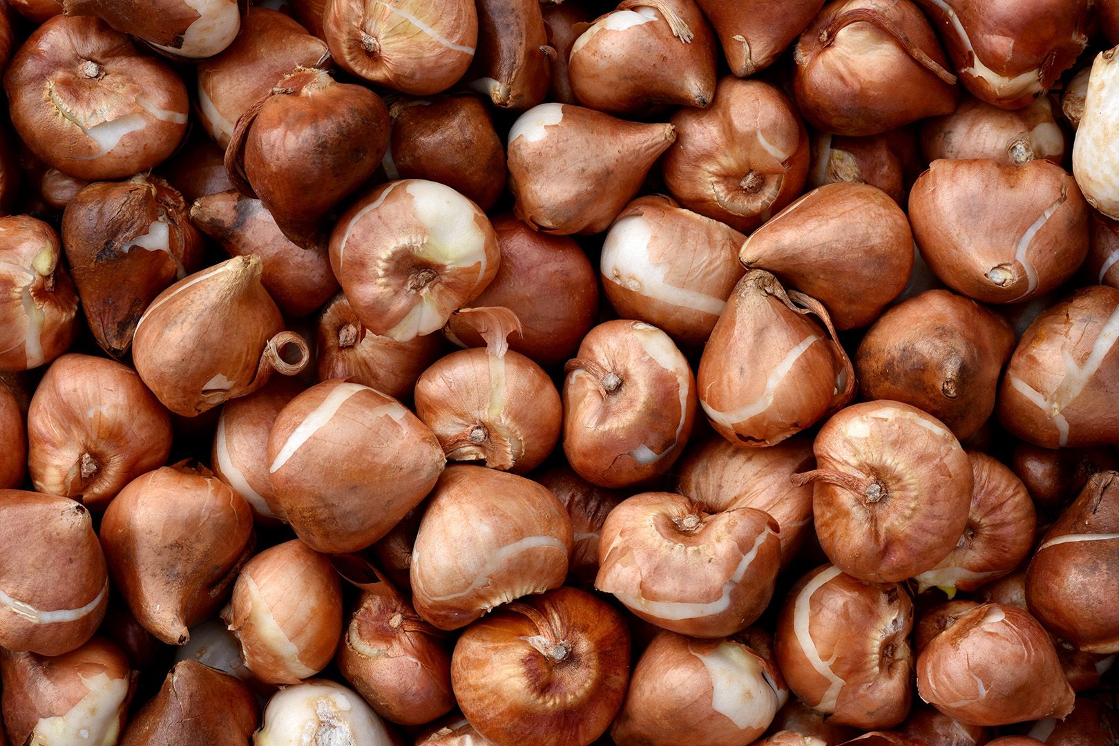 Dutch Flower Bulb Specialist