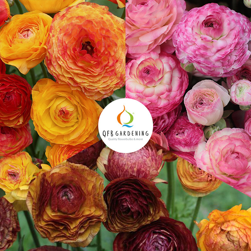 Bulb Collection "Ranunculus Picotee" | 1250