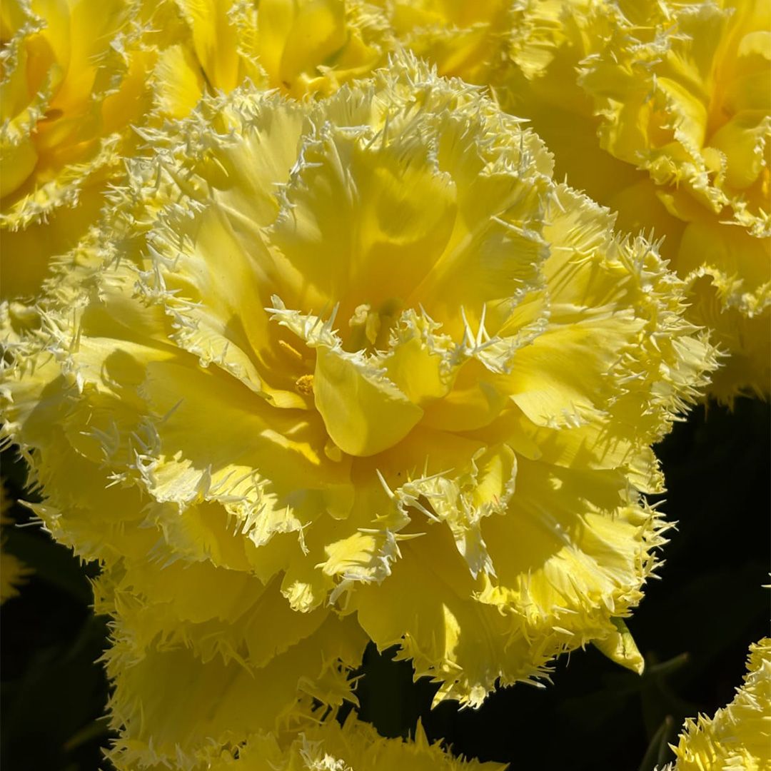 Tulip Lemon Shoot | 2141