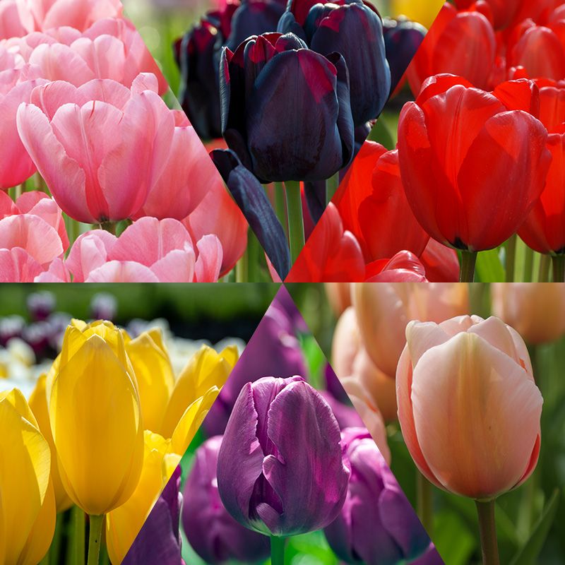Buy Flowerbulb Collections? Order your top quality bulb collections here!