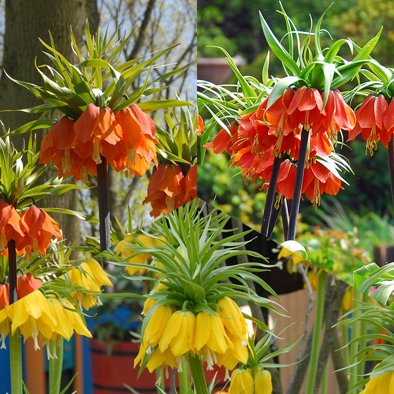Fritillaria Bulb Collection | 1075