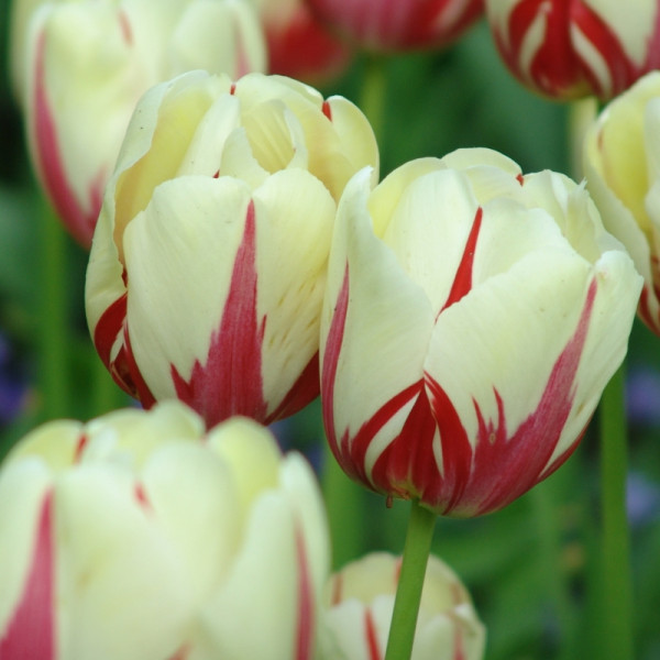 Buy Tulip Bulbs? | Order your top-quality Tulip bulbs here!