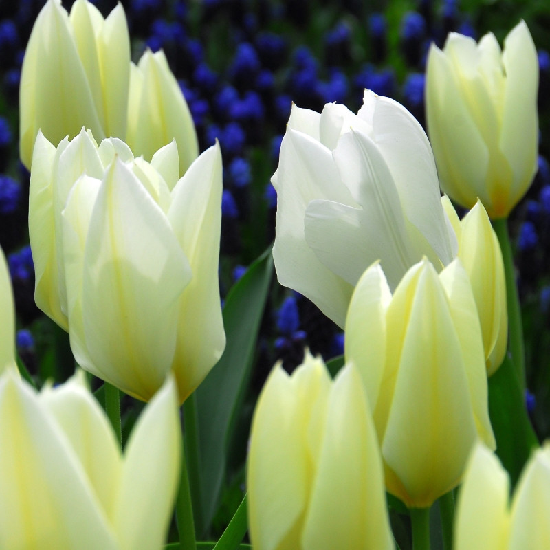 Tulip Snow Crystal | 2495