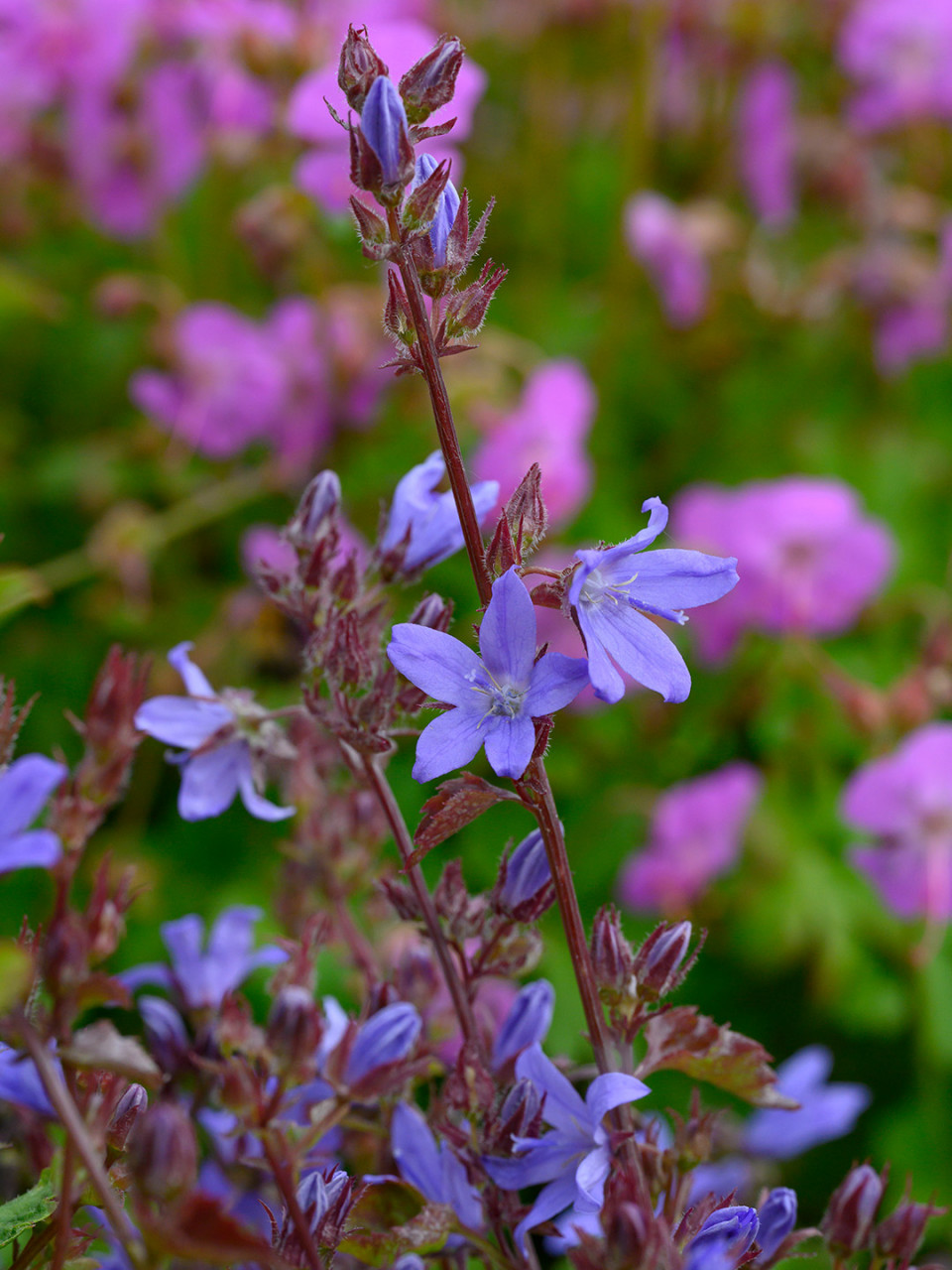 Trailing bellflower - Campanula poscharskyana | 61001560
