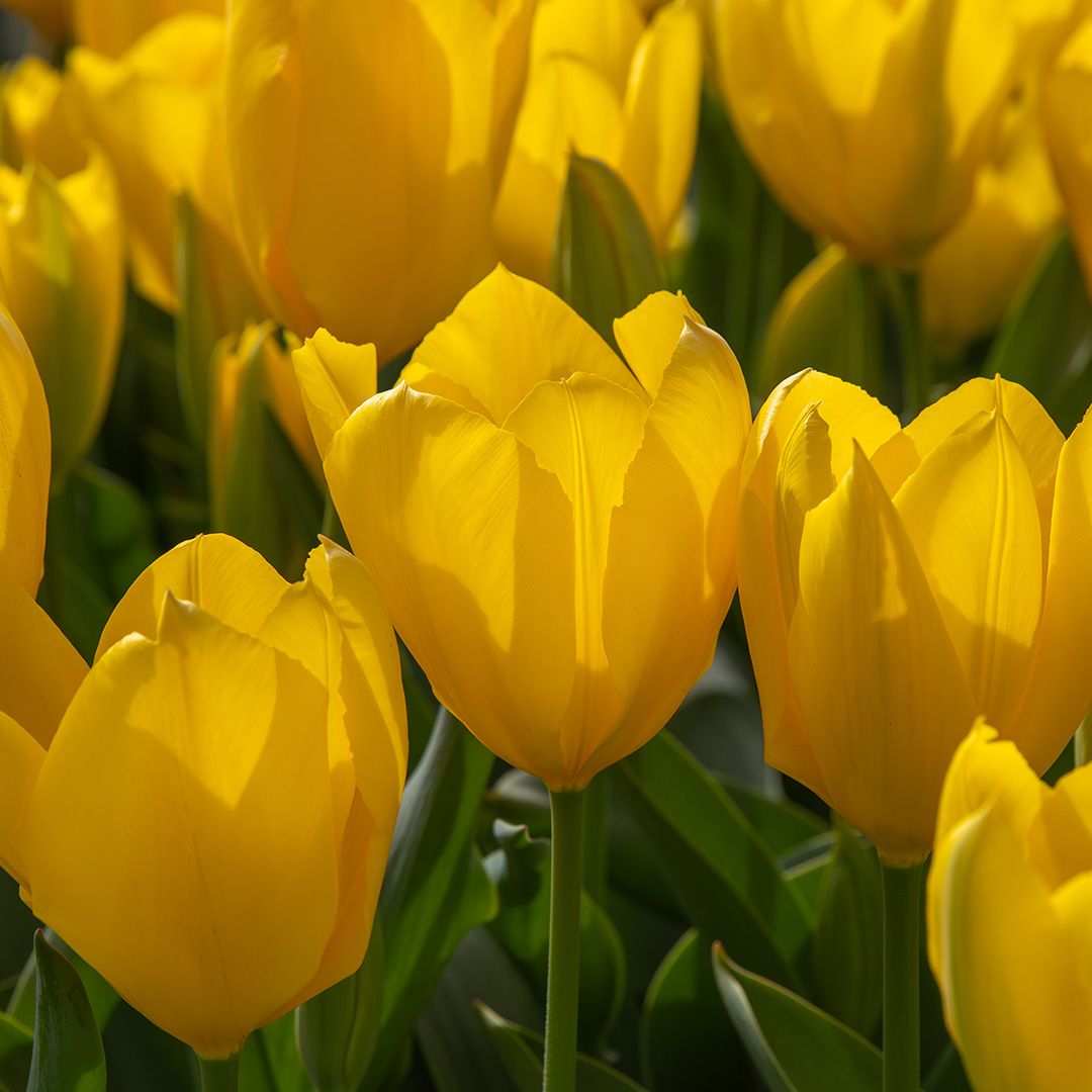 Tulip Golden Purissima | 2127