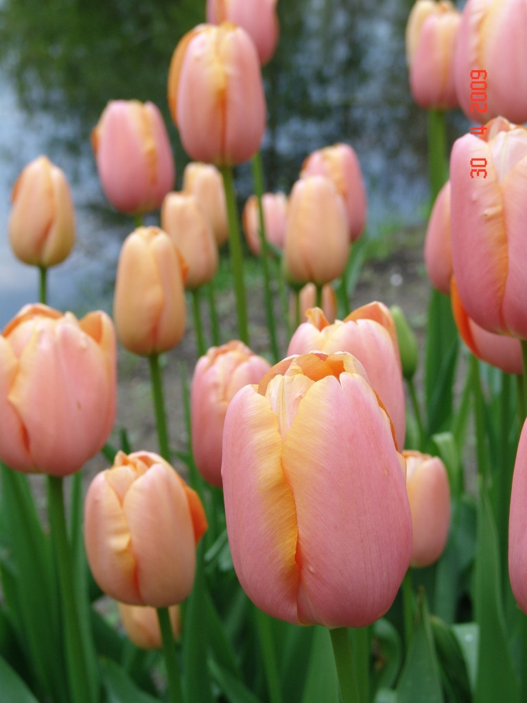 Tulip Menton | 2340