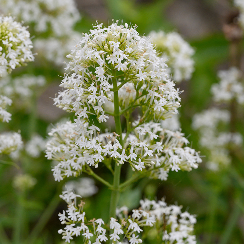 White Valerian (Centranthus ruber Albus) | 61001565