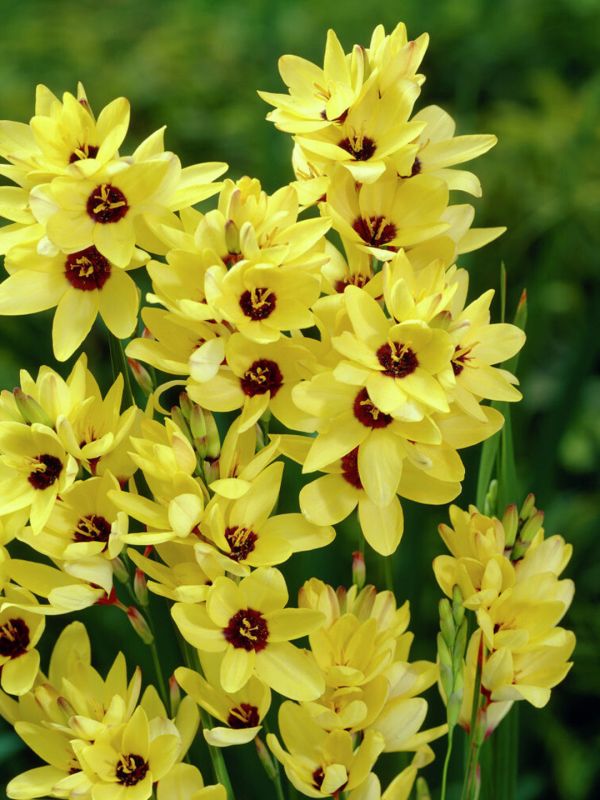 Buy Spring Flowering Bulbs? Order your top quality bulbs here!