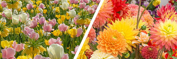 Dutch Flower Bulb Specialist