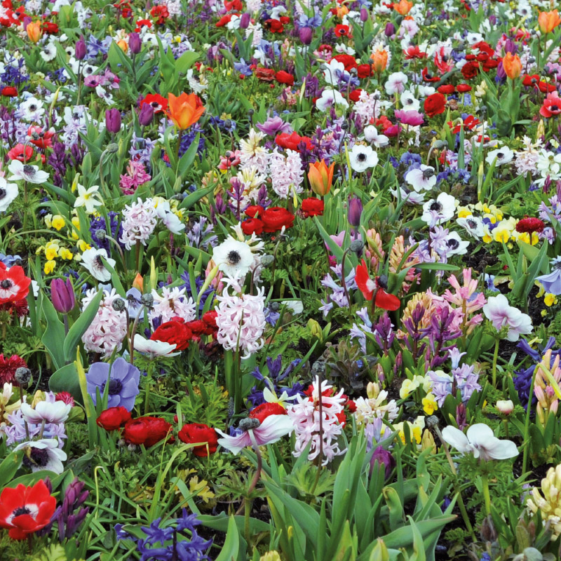 Naturalizing Spring Bulb Collection | 1105