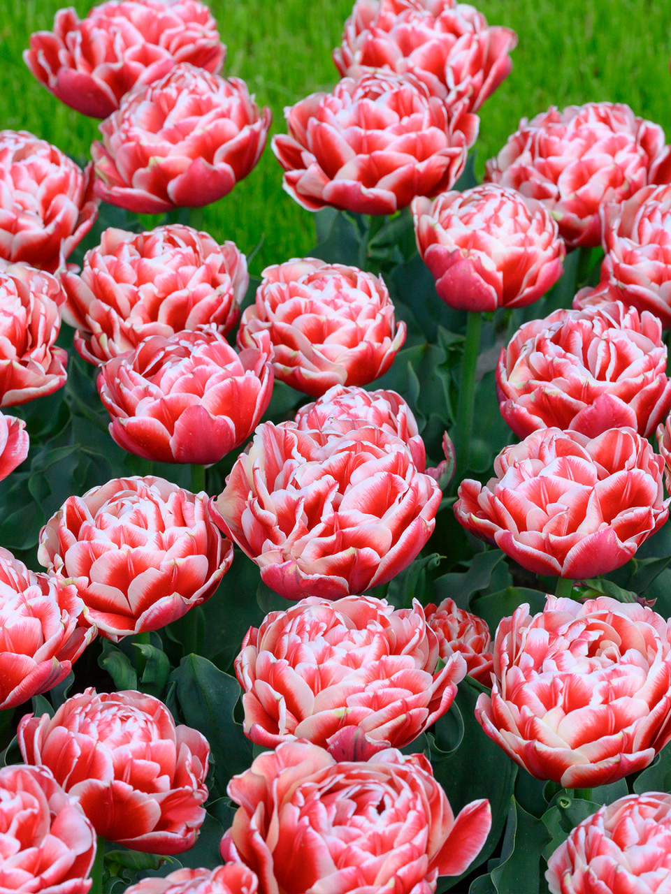 Tulip Everton | 2447