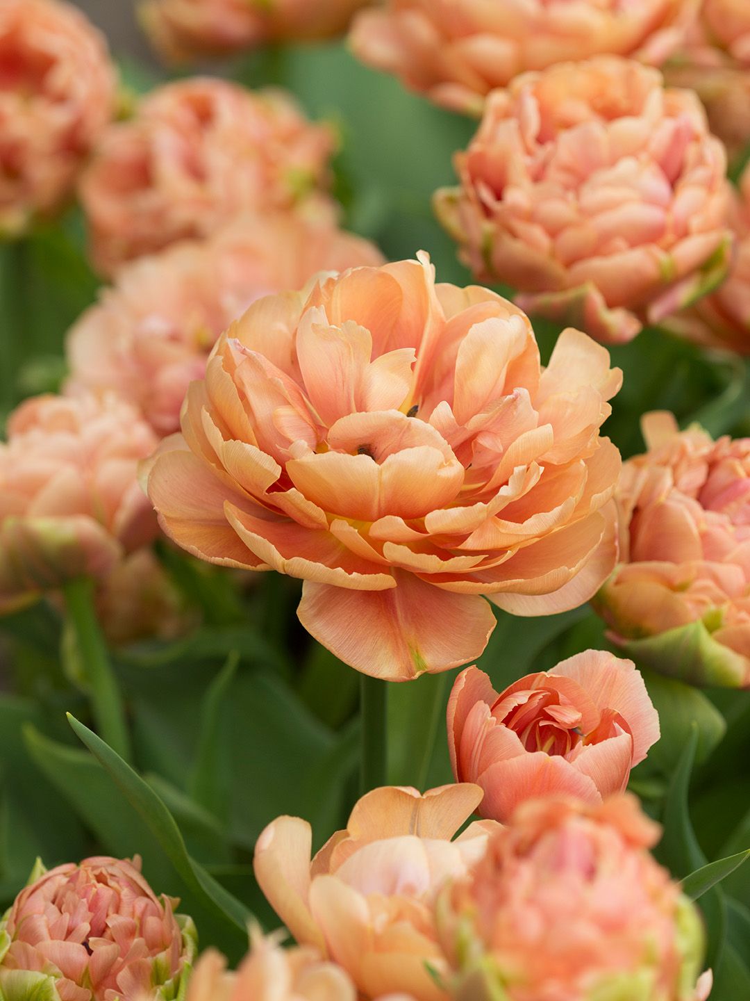Tulip Copper Image® | 2064