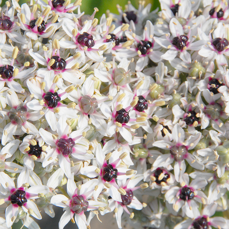 Allium Silver Spring | 5085