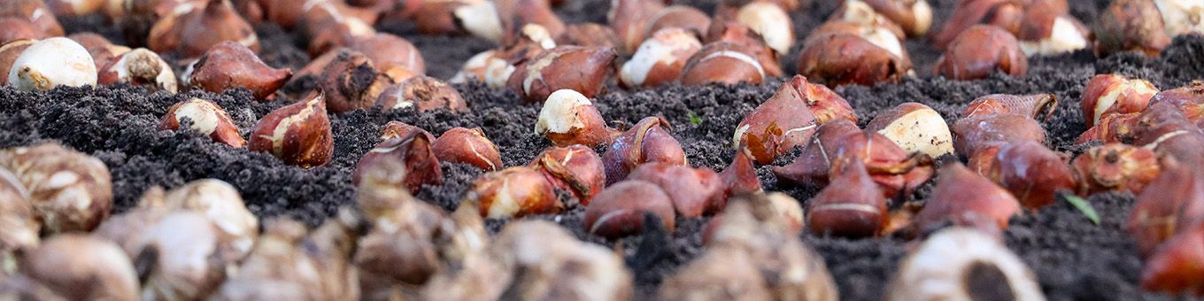 How to Store Spring Bulbs? Here's How!