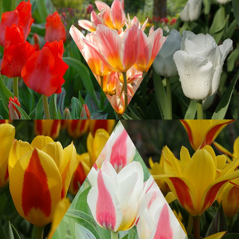 Buy Flowerbulb Collections? Order your top quality bulb collections here!