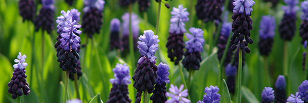 Dutch Flower Bulb Specialist