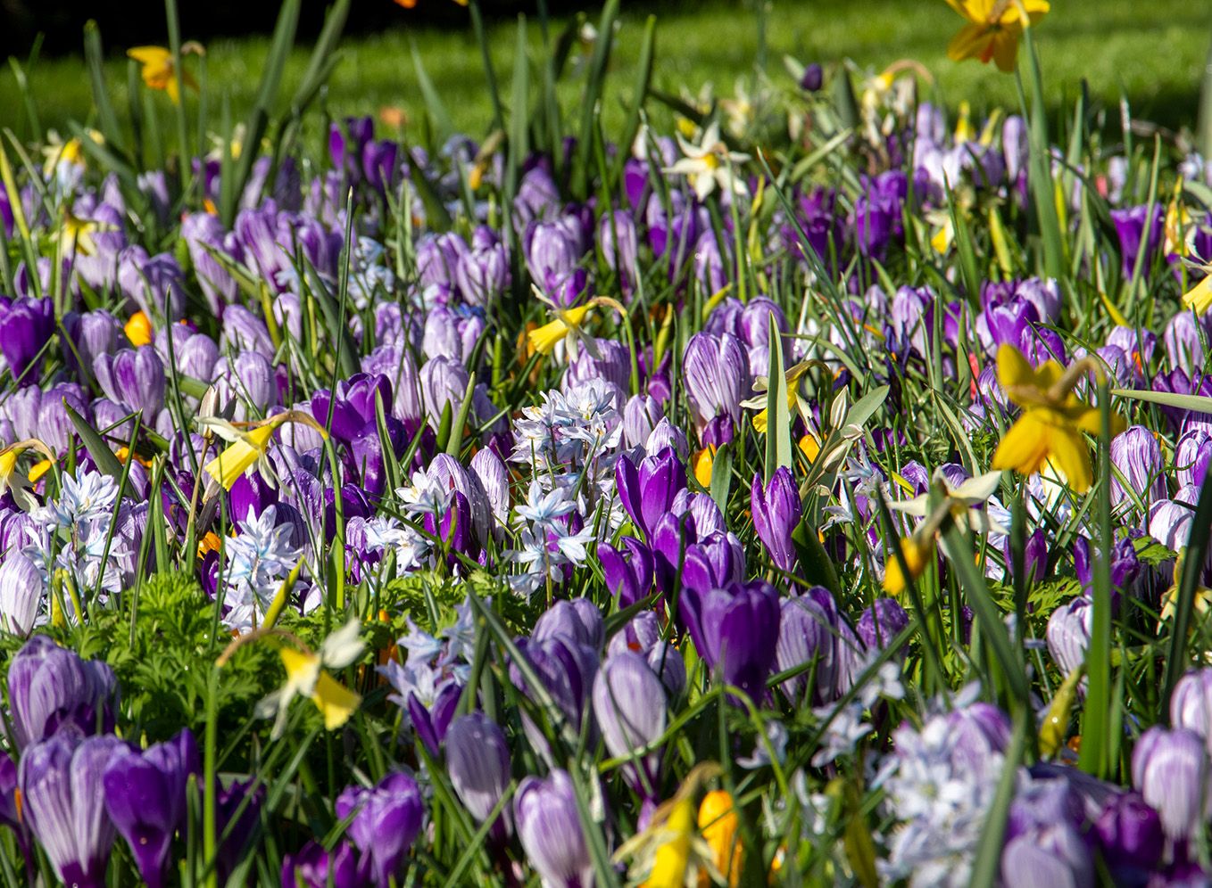 Naturalizing bulbs, years of joy!