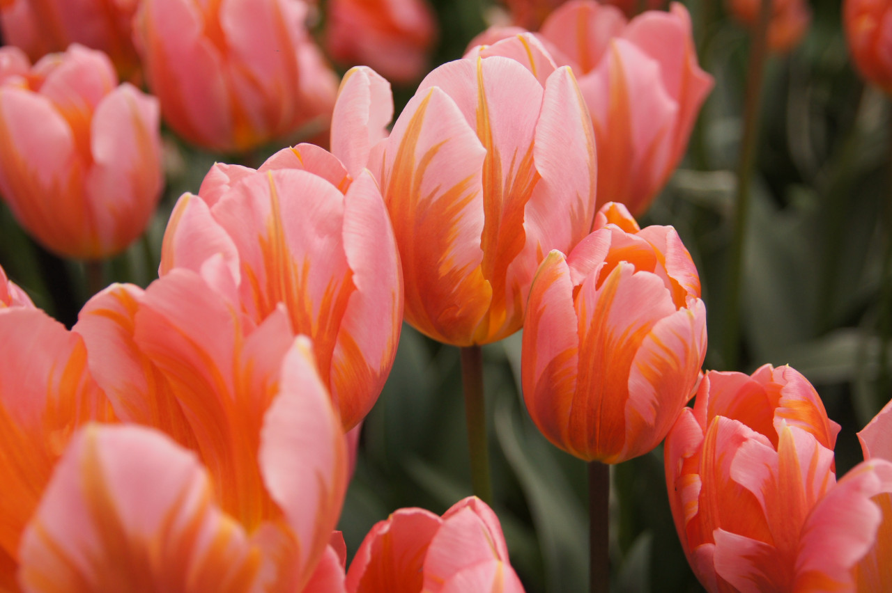 Tulip Pretty Princess | 2028