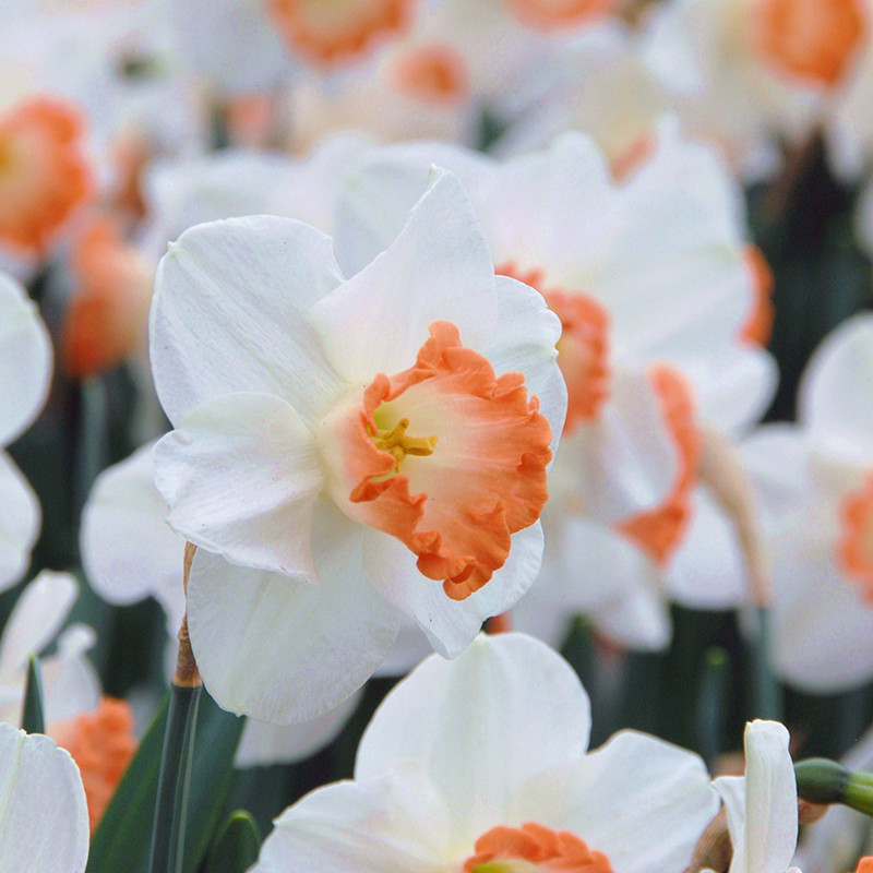 Narcissus Pink Charm | 3060