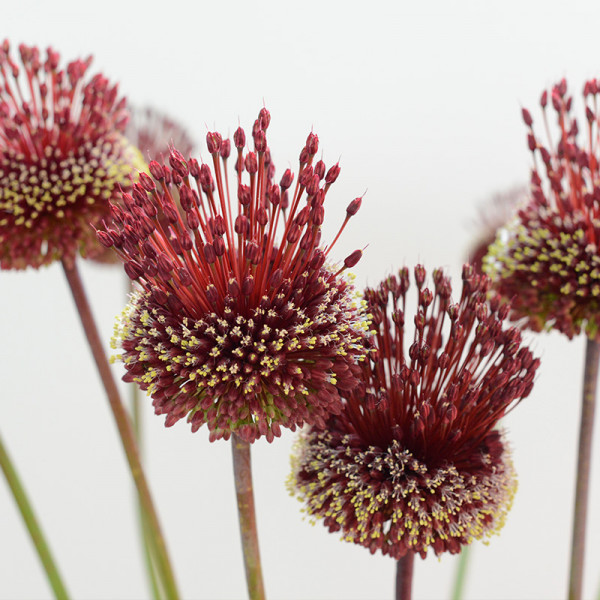 Allium atropurpureum | 5010