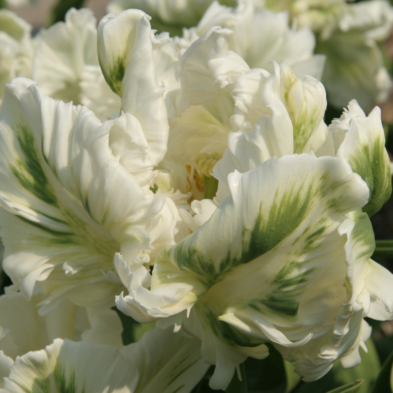 Tulip Snow Crystal | 2495