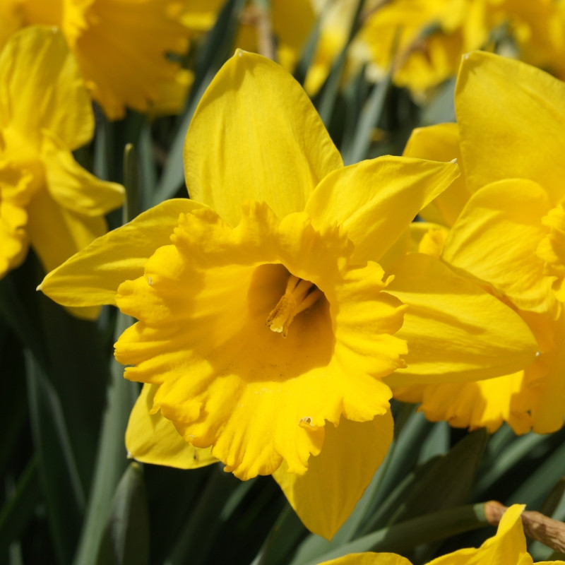 Buy Spring Flowering Bulbs? Order your top quality bulbs here!