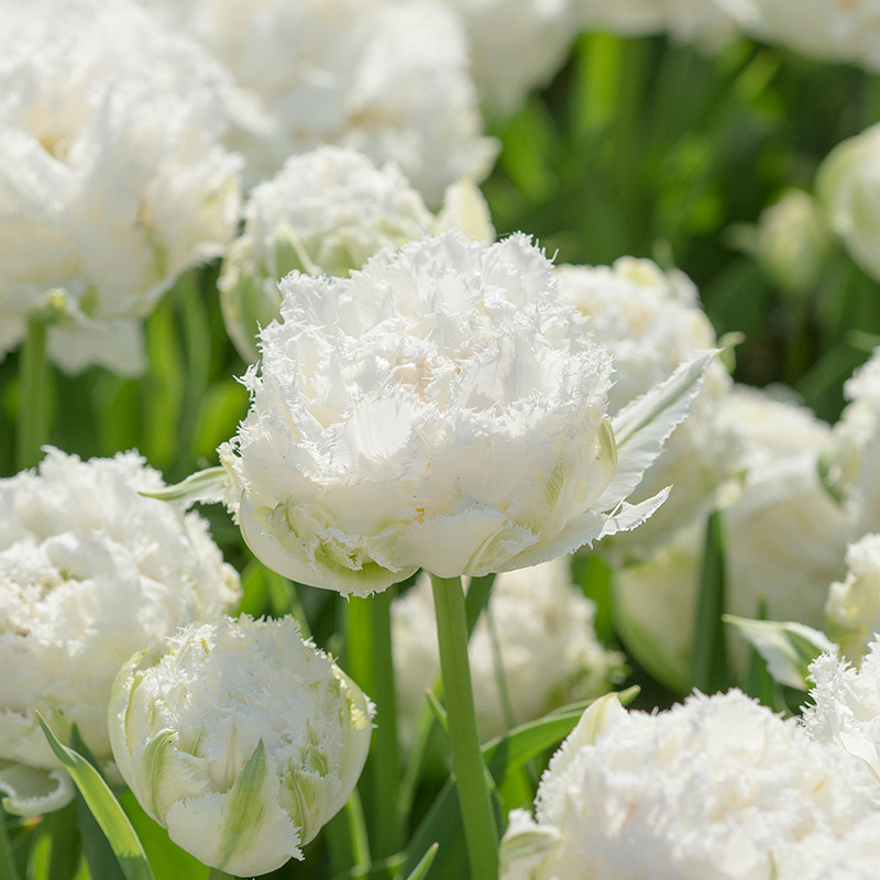 Tulip Snow Crystal® | 10 | 2495