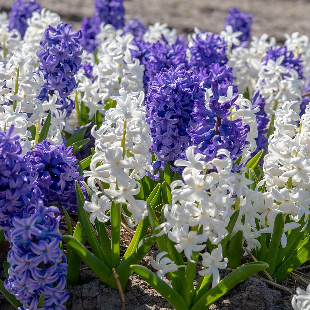 Hyacinth Blue & White Mix | 8200