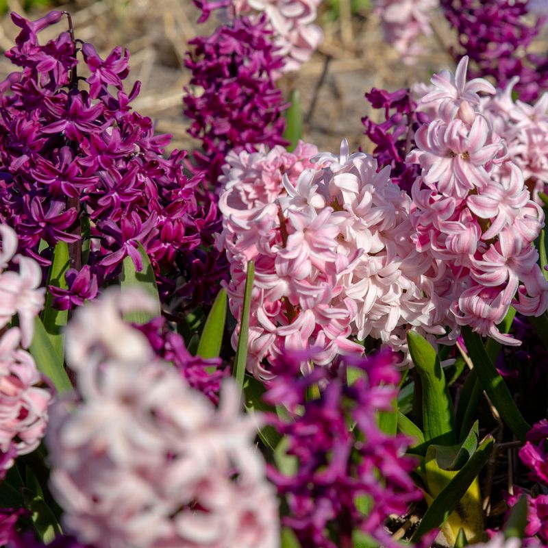 Hyacinth Pink Mixture | 8205