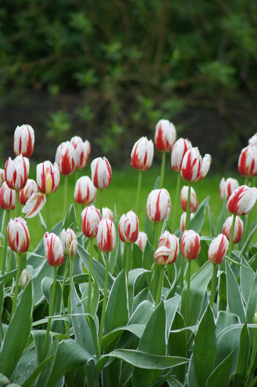 Tulip Happy Generation® | 2118