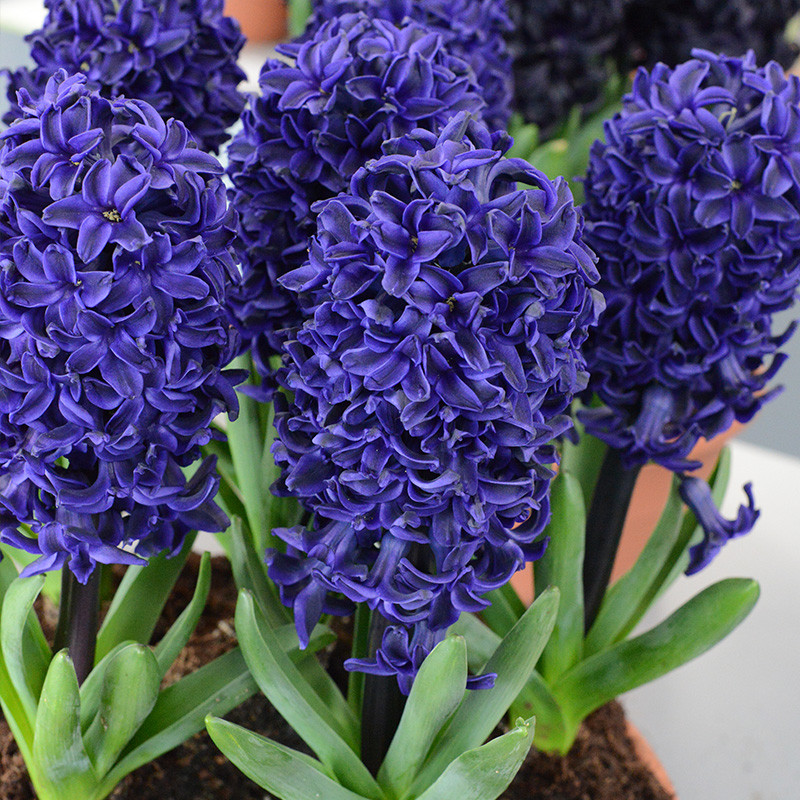 Buy Hyacinth Bulbs? Order your top quality Hyacinth bulbs here!