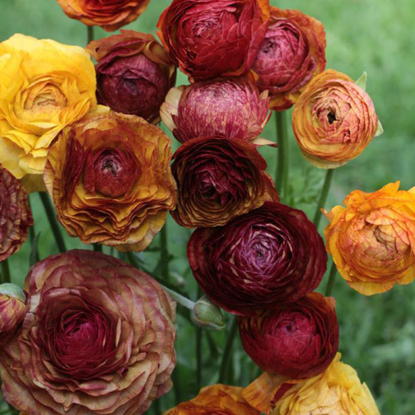 Ranunculus Picotee café | 88060