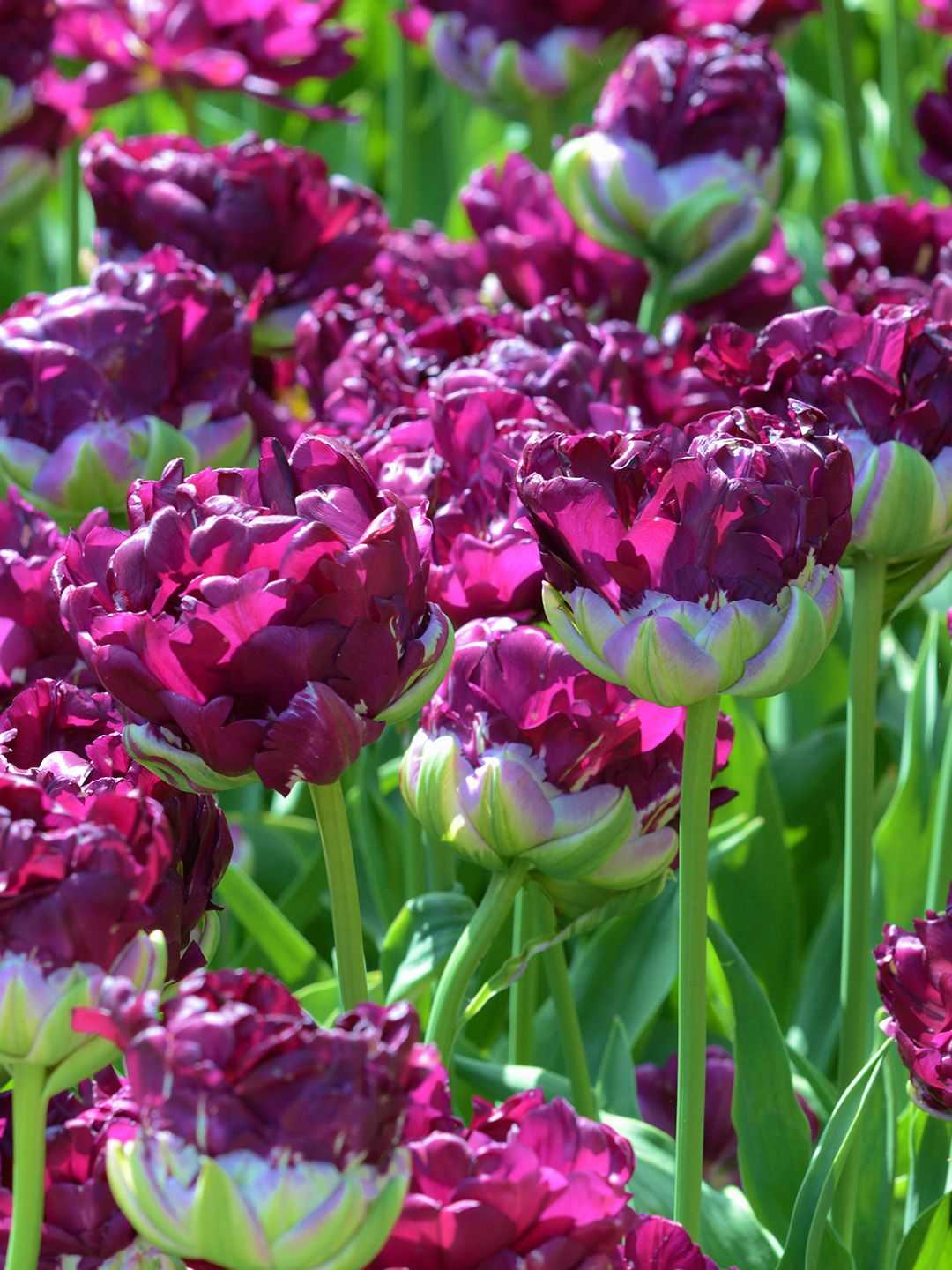 Tulip Wow® | 2119