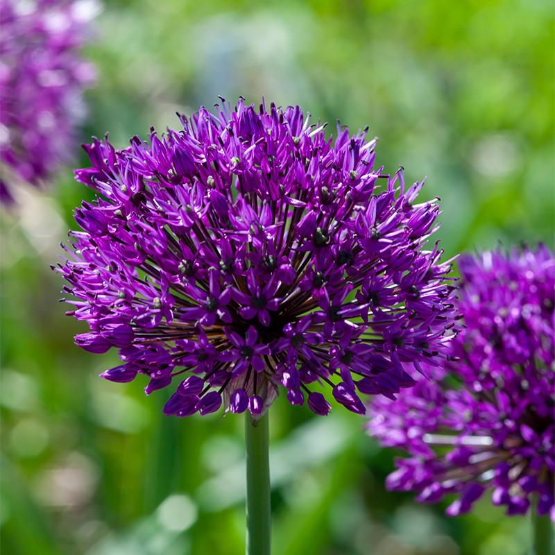Allium Purple Sensation | 5040