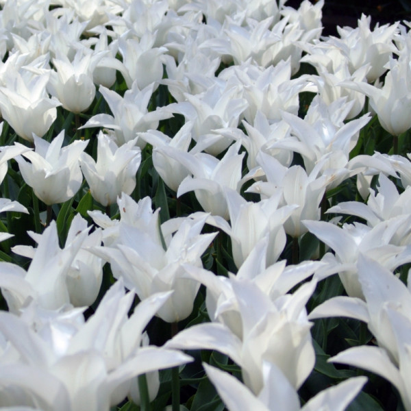 Tulip Snow Crystal | 2495