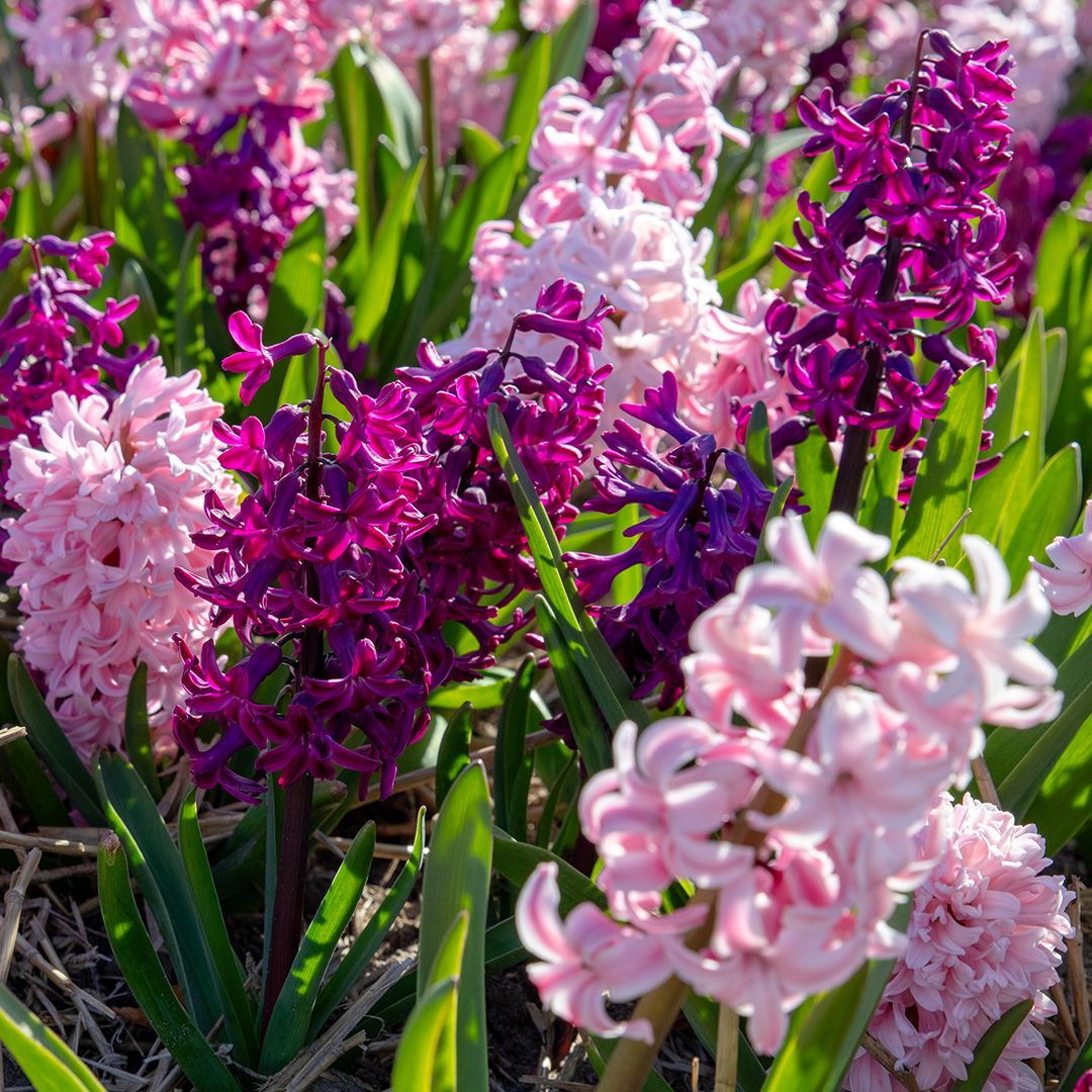 Hyacinth Pink Mixture | 8205
